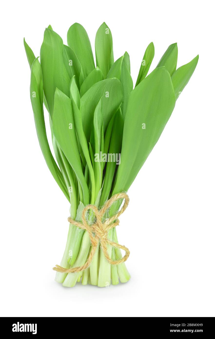 Ramson bunch vegetable isolated on white background with clipping path ...