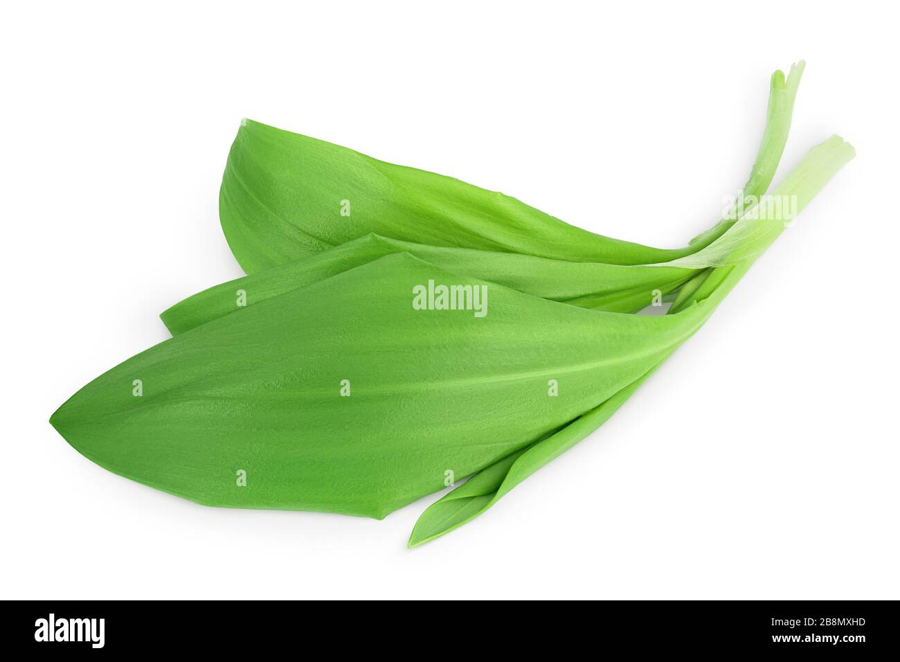Ramson bunch vegetable isolated on white background with clipping path ...