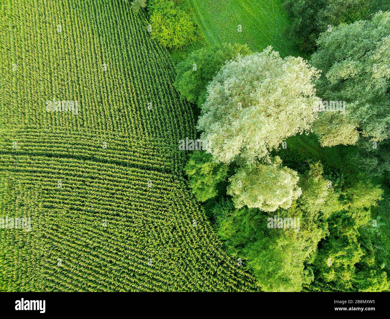 corn field - summer aerial view Stock Photo - Alamy