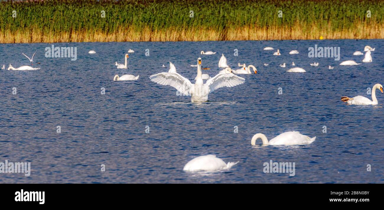 Royal swans hi-res stock photography and images - Alamy