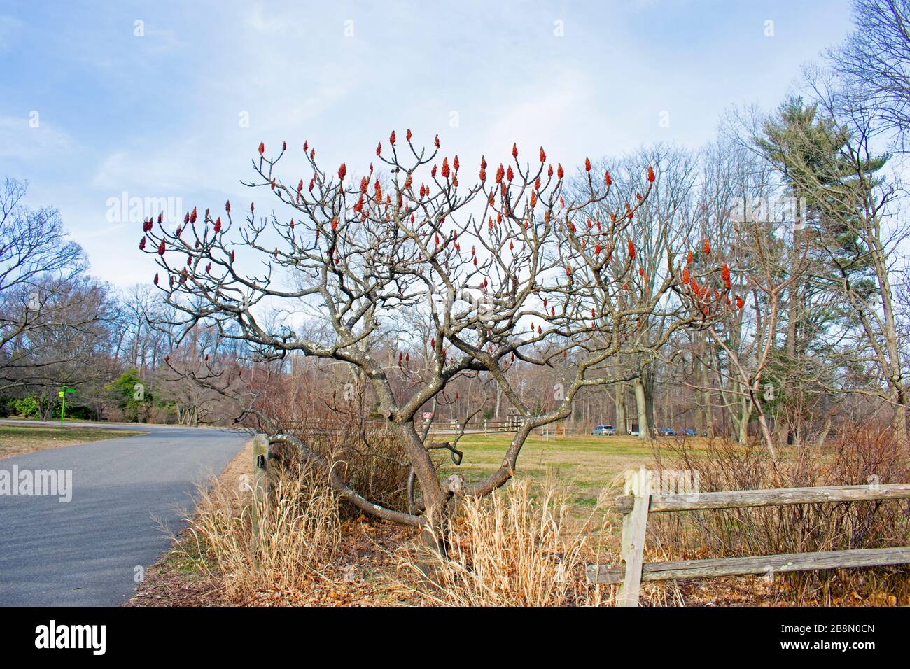 Sumac tree hi-res stock photography and images - Alamy
