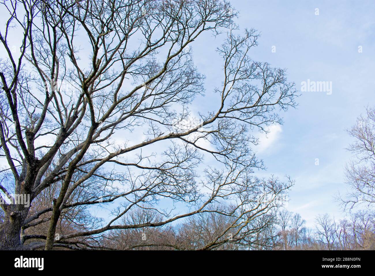 Barren tree branches give the impression of a cold winter day with a ...