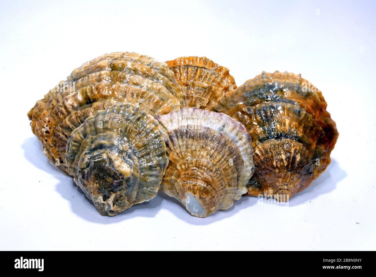 Group of polished Oyster shells arranged on a white background Stock ...