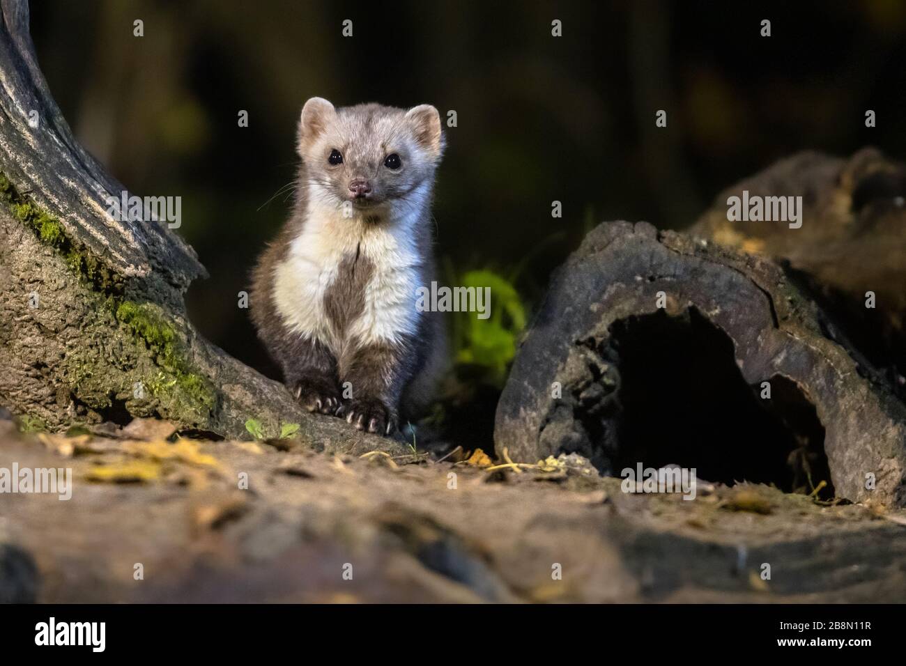 Car marten hi-res stock photography and images - Alamy