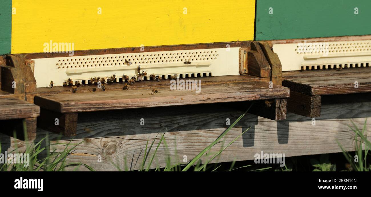 Beehive with bees when flying Stock Photo - Alamy