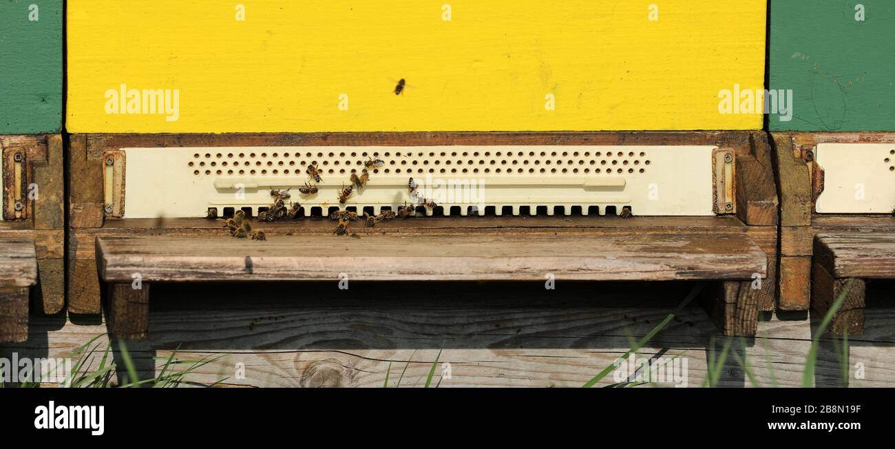 Beehive with bees when flying Stock Photo - Alamy