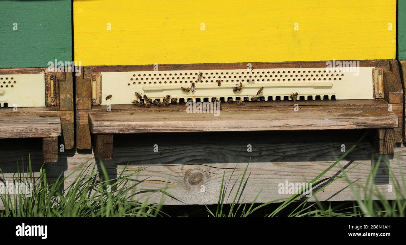 Beehive with bees when flying Stock Photo - Alamy