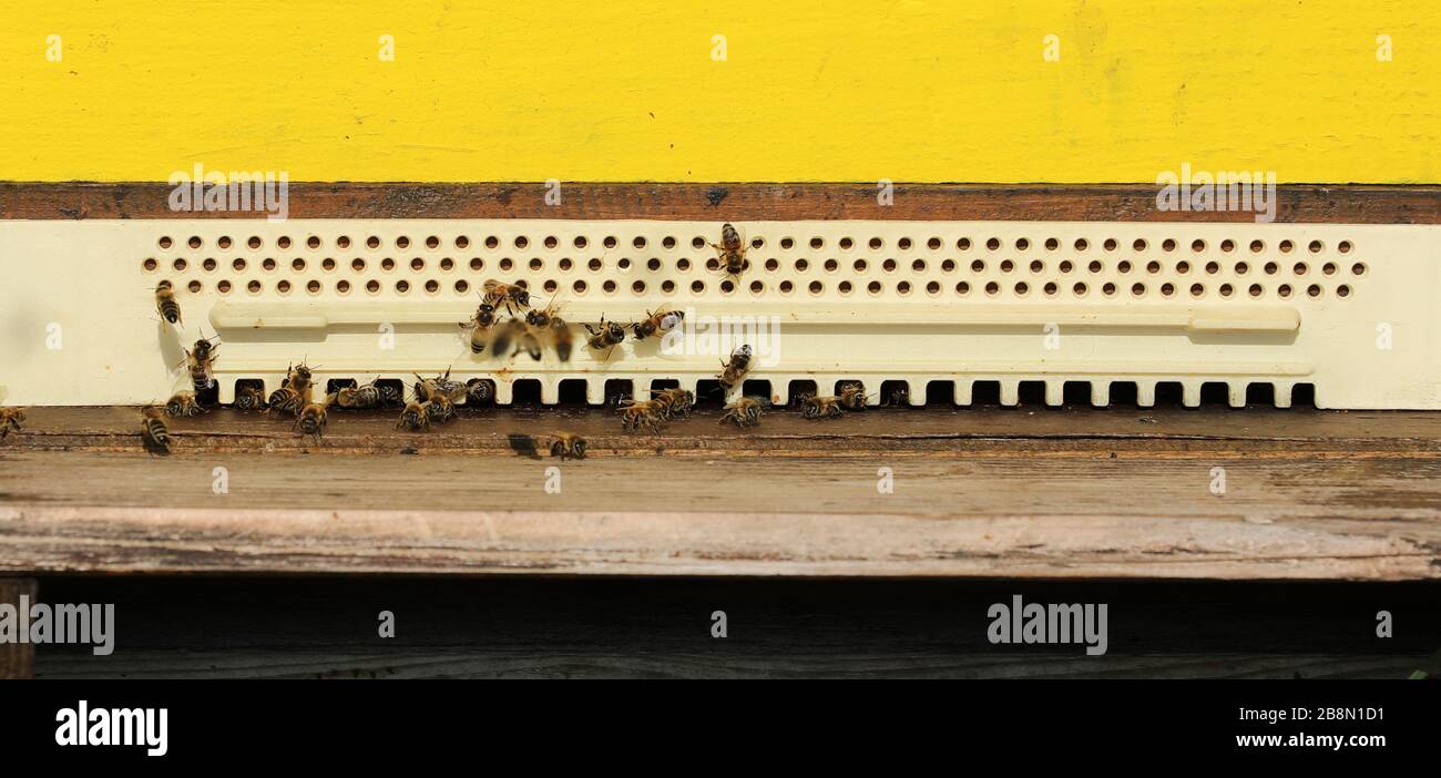 Beehive with bees when flying Stock Photo - Alamy