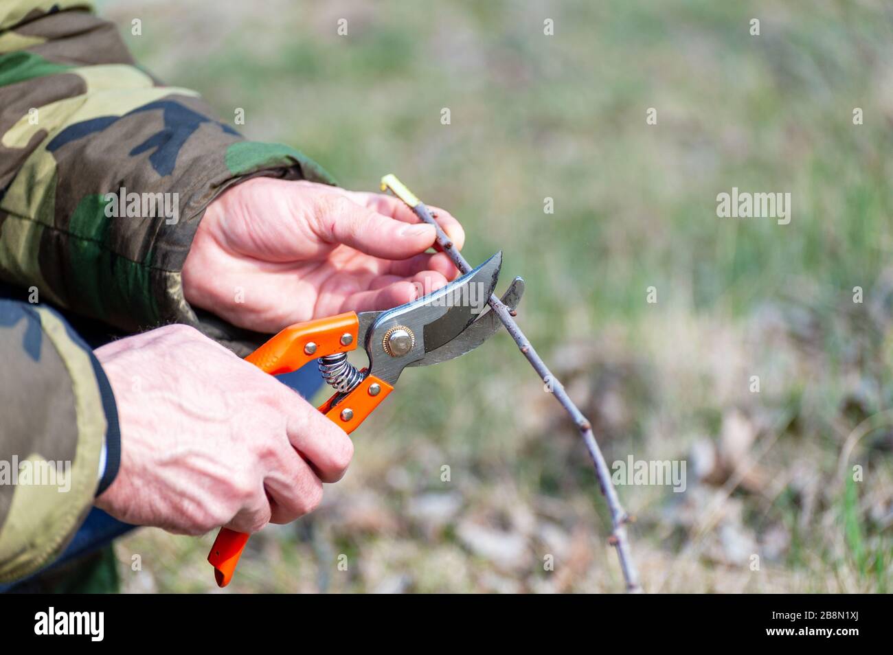 Spring pruning of trees. The farmer looks after the orchard Stock Photo ...