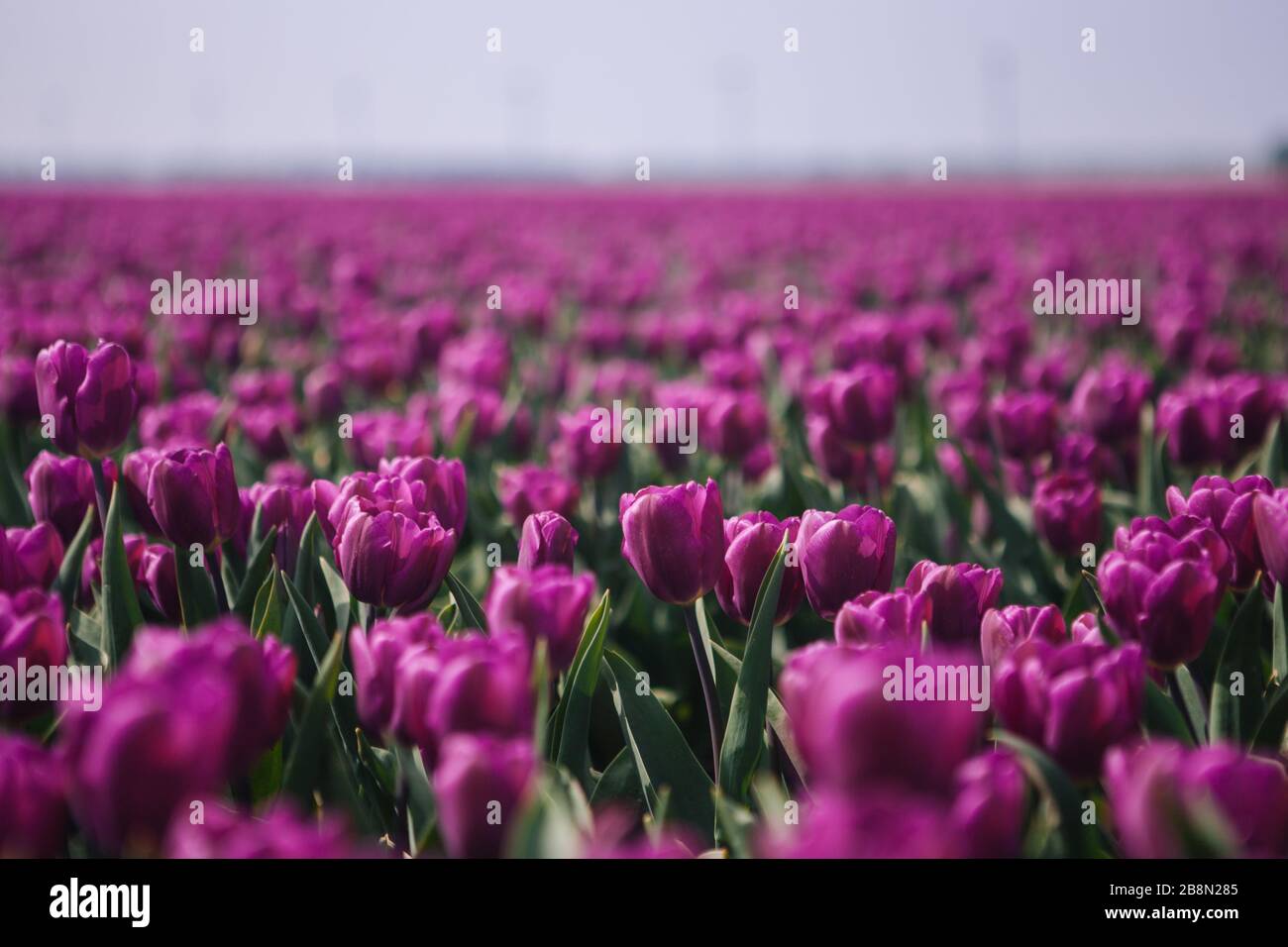 Magical Netherlands flowers landscape.Colorful dutch tulips flowering ...