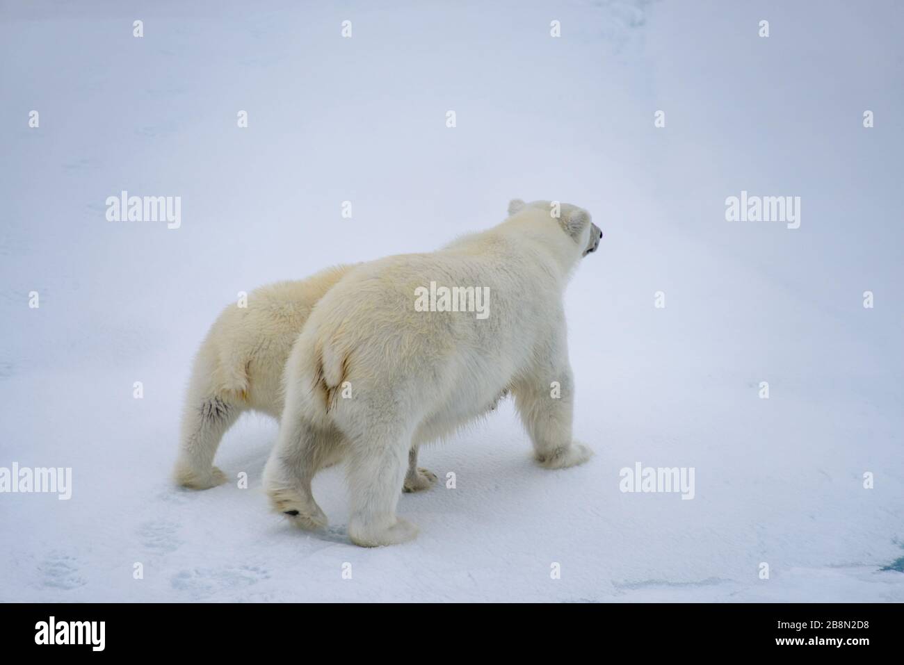 Polar bear (Ursus maritimus) mother and cub on the pack ice, north of ...
