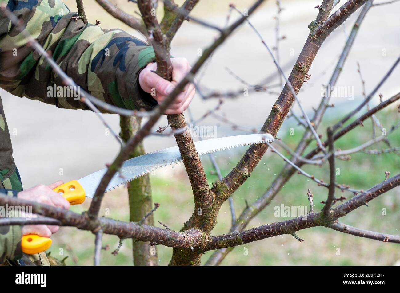 Spring pruning of trees. The farmer looks after the orchard Stock Photo ...