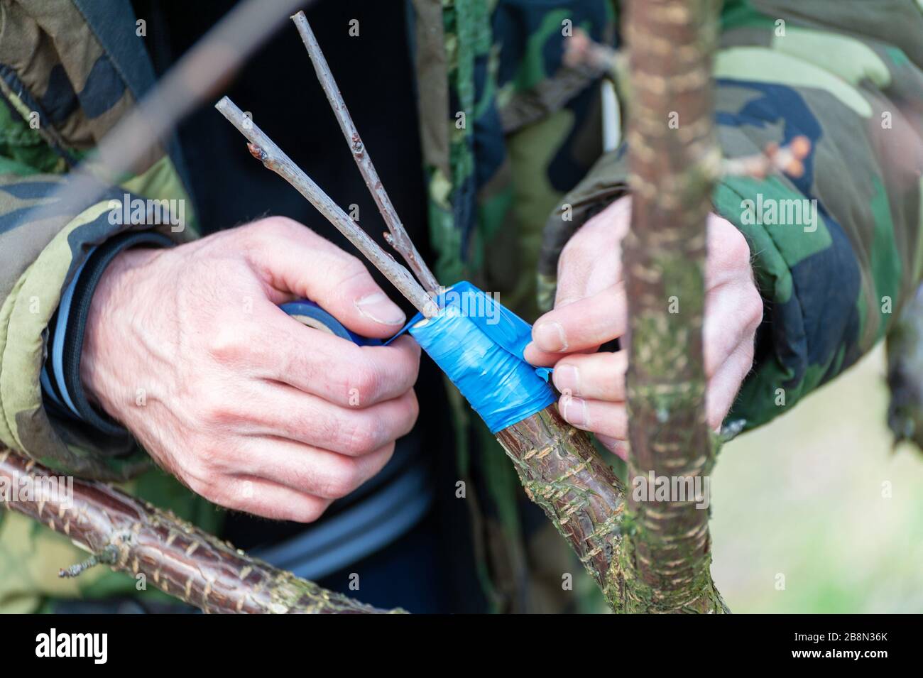 Spring grafting of trees. The farmer looks after the orchard Stock ...