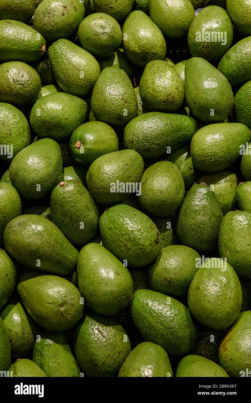 Avocado, Persea americana at box in supermarket Stock Photo - Alamy