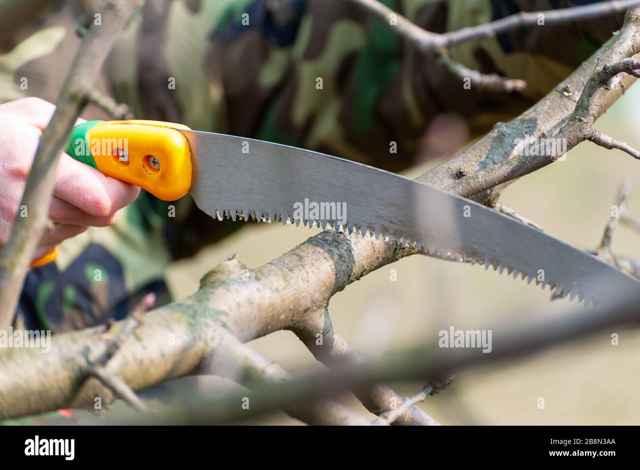 Spring pruning of trees. The farmer looks after the orchard Stock Photo ...