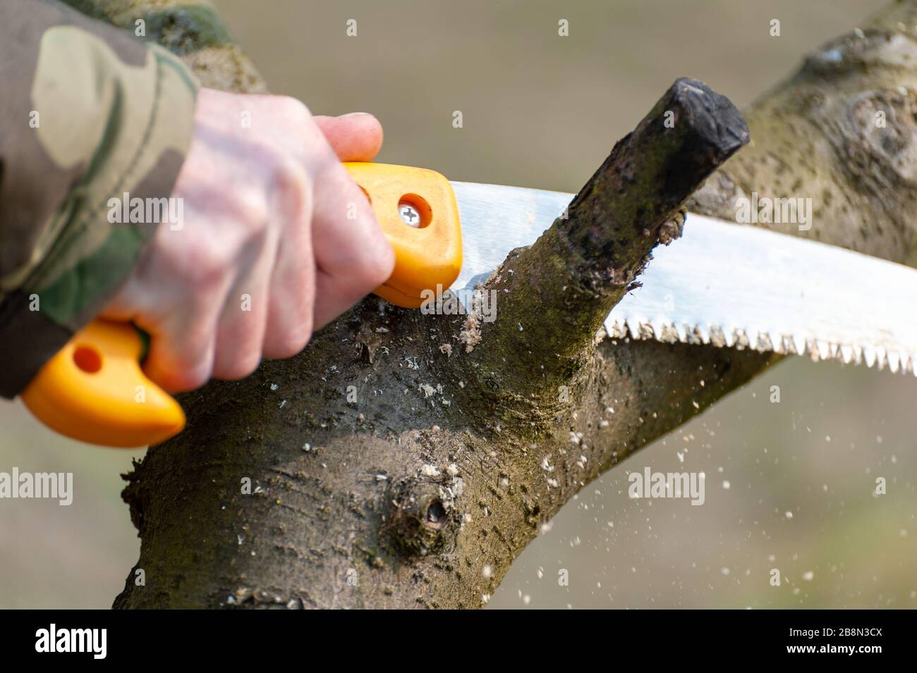 Spring pruning of trees. The farmer looks after the orchard Stock Photo ...