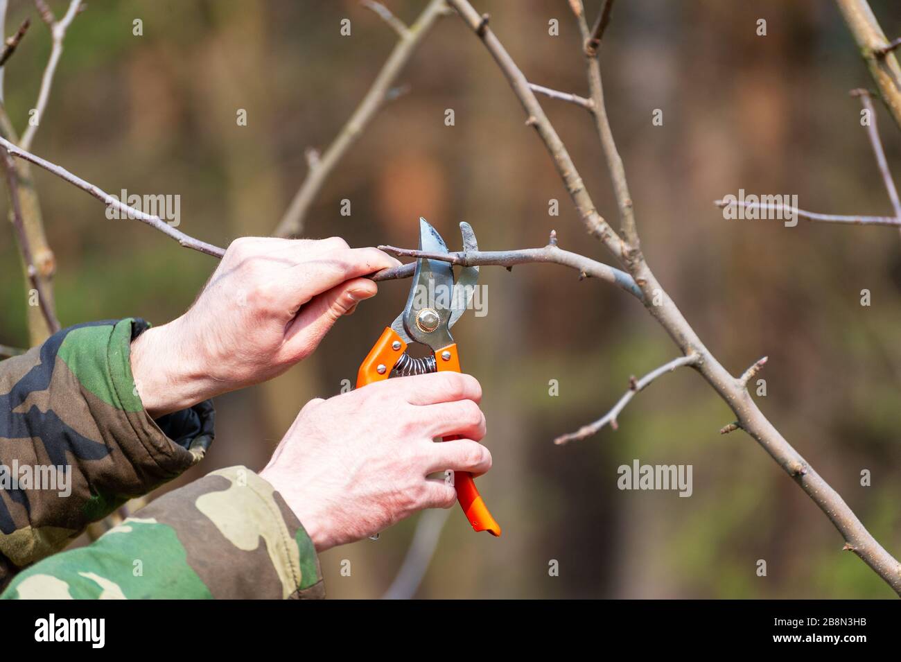 Spring pruning of trees. The farmer looks after the orchard Stock Photo ...