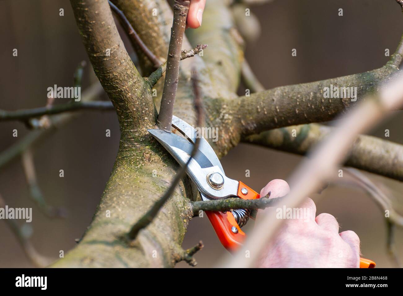 Spring pruning of trees. The farmer looks after the orchard Stock Photo ...