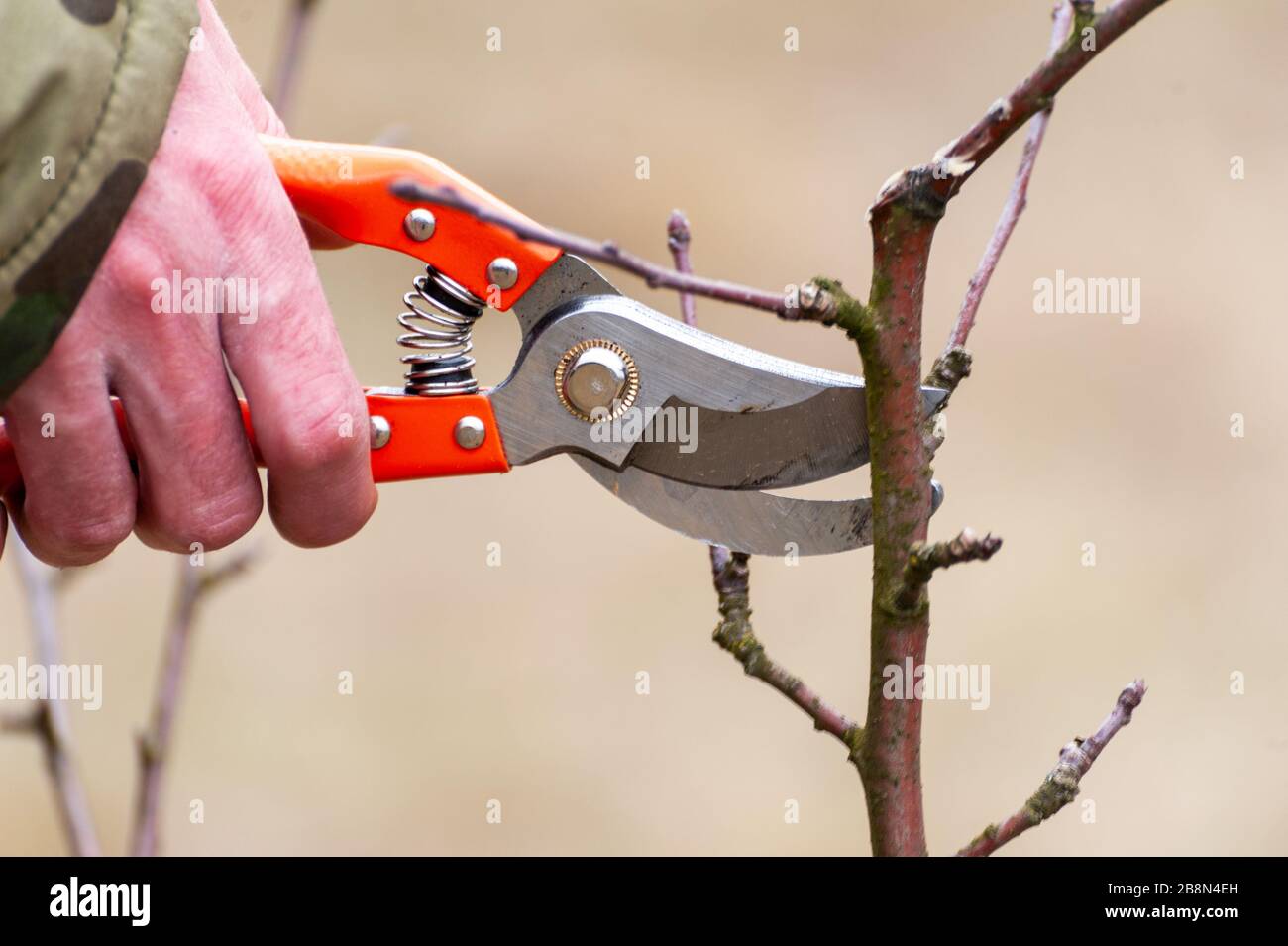 Spring pruning of trees. The farmer looks after the orchard Stock Photo ...