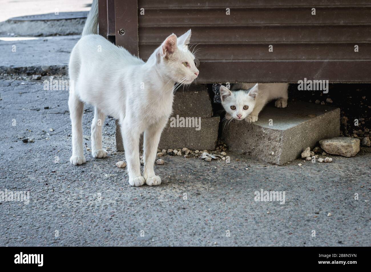 Stray cats in Chisinau, capital of the Republic of Moldova Stock Photo ...