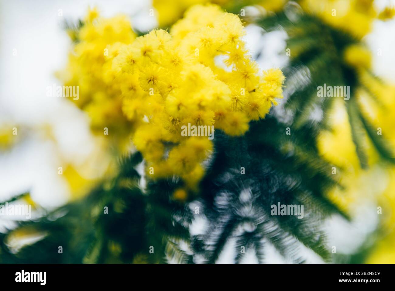 Yellow mimosa is blooming during Springtime in English Garden, UK Stock ...