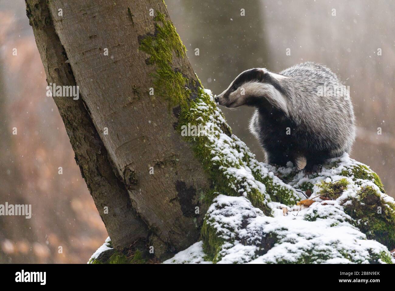 The European badger is sniffing tree trunk in snowy forest ...