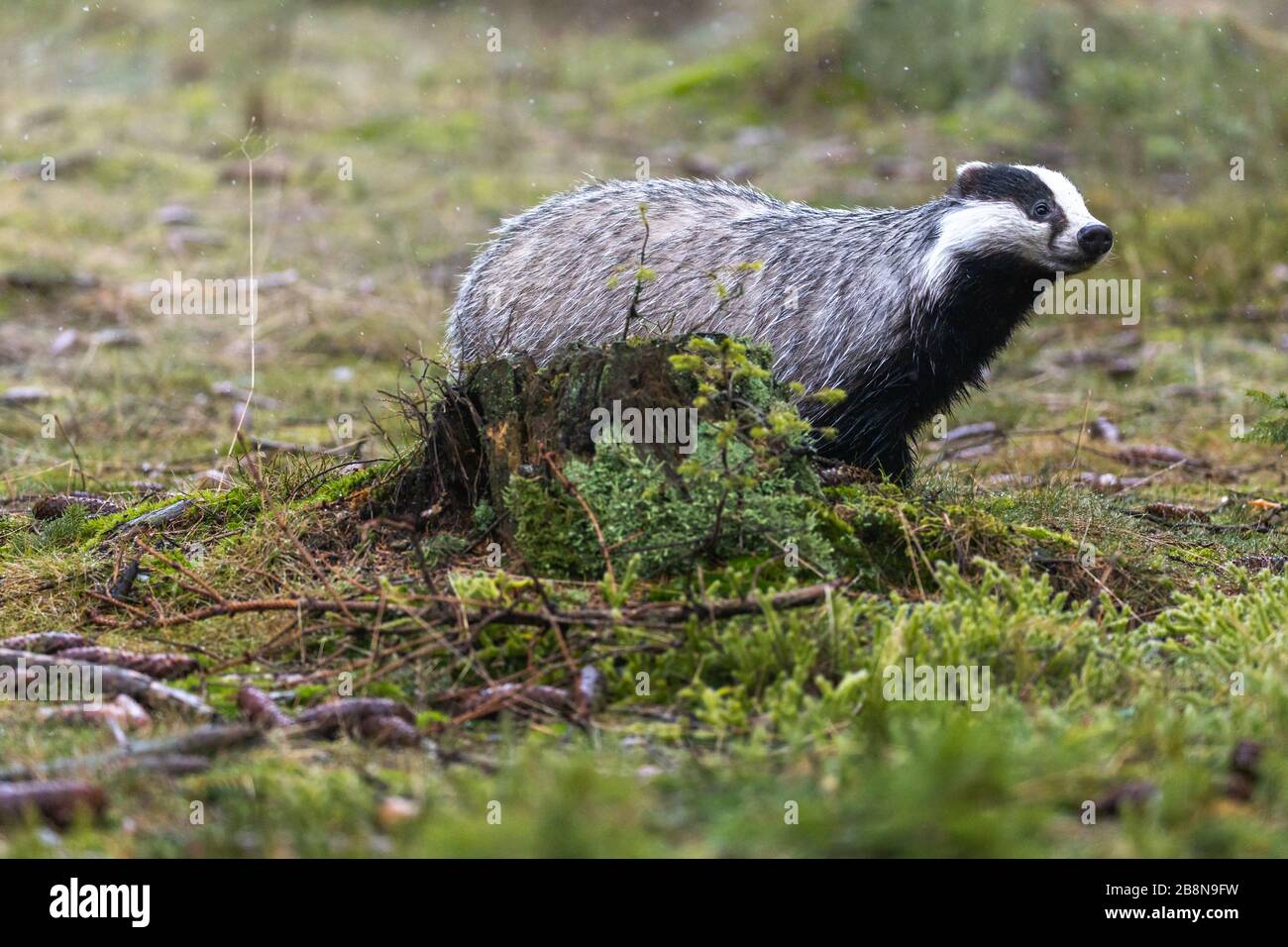 The European badger also known as the Eurasian badger is posing in the ...