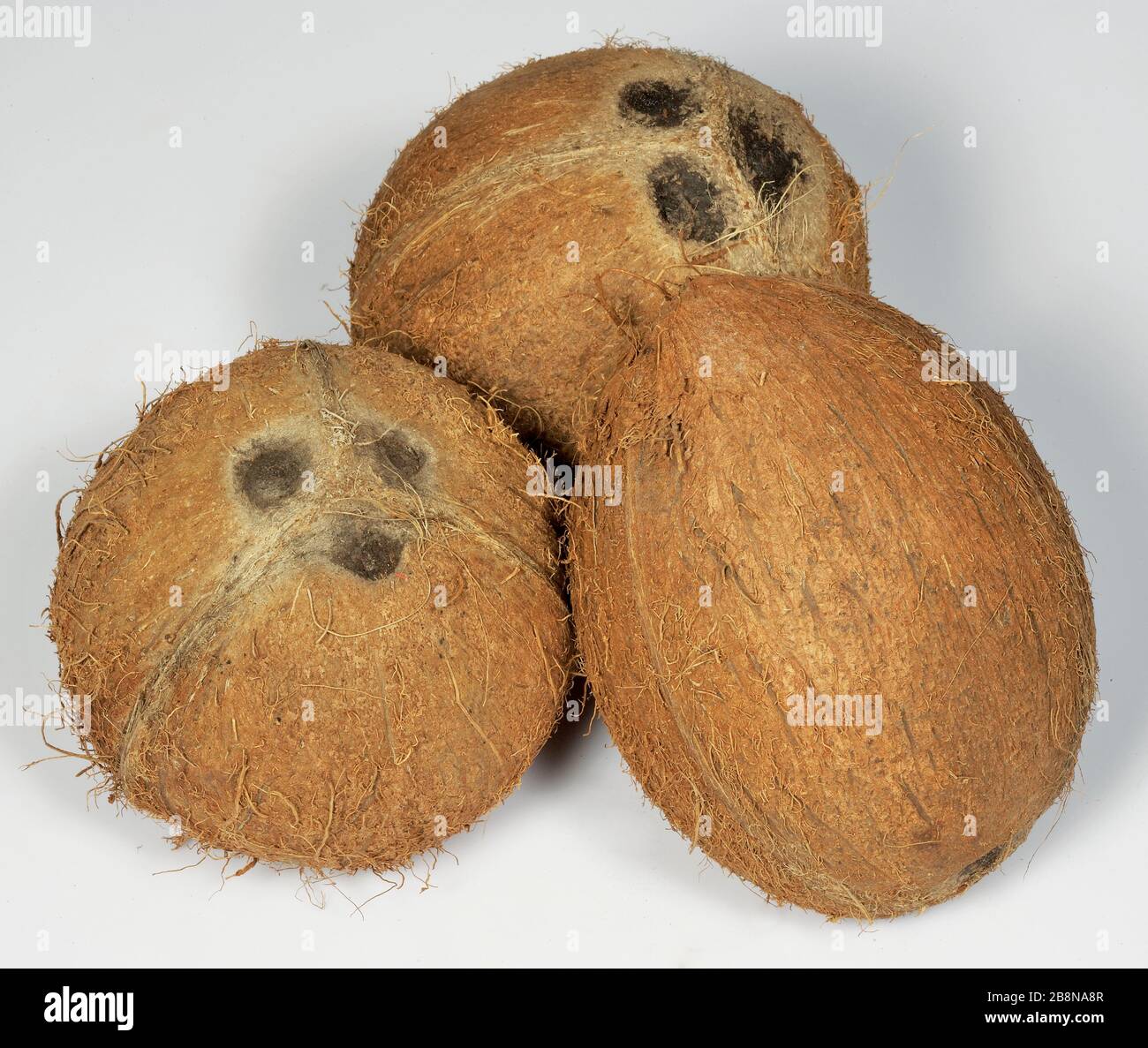 Tropical fruit coconut isolated Stock Photo - Alamy