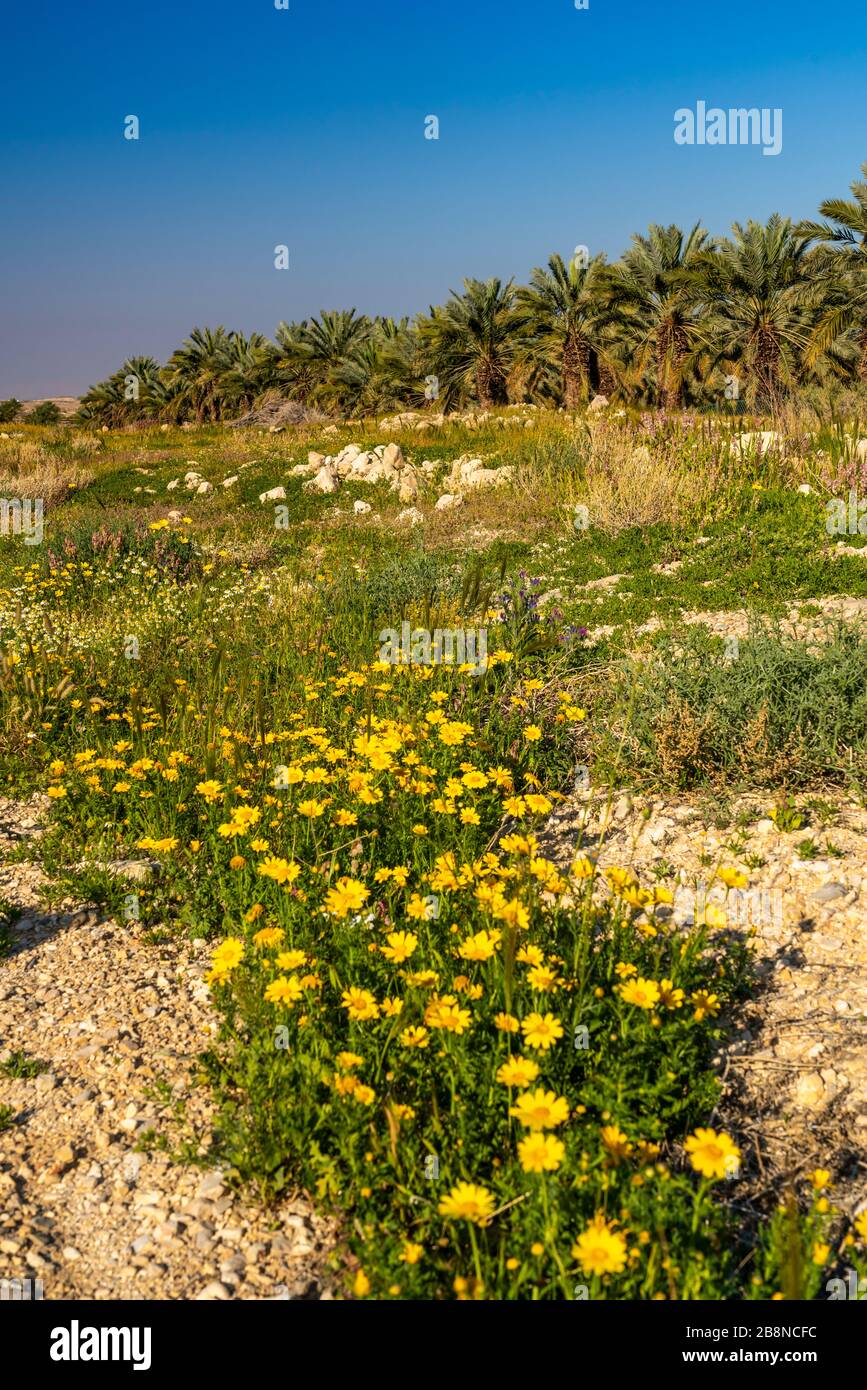 Roadside wildflowers near the Dead Sea in Israel, Middle East Stock ...