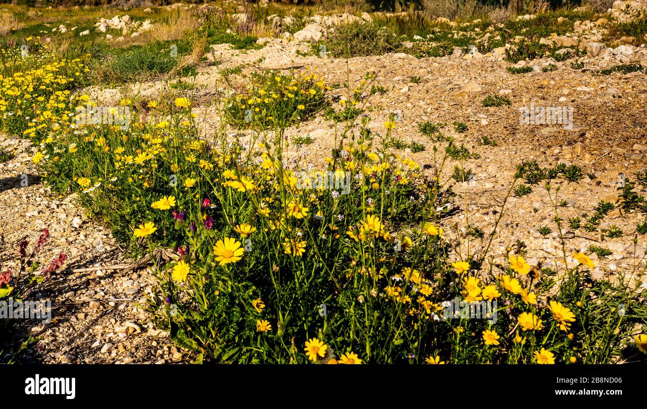 Roadside wildflowers near the Dead Sea in Israel, Middle East Stock ...