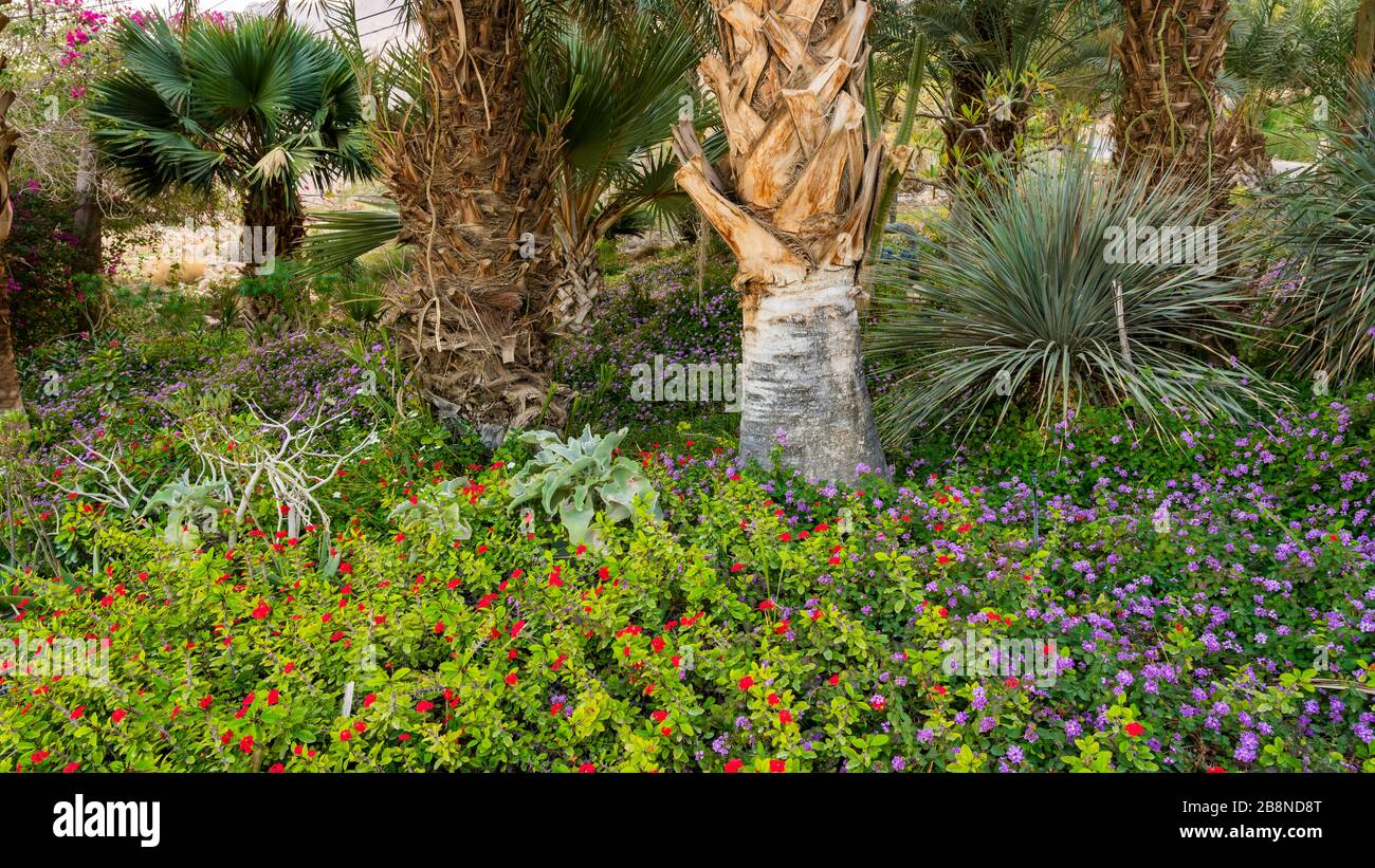 En gedi botanical hi-res stock photography and images - Alamy