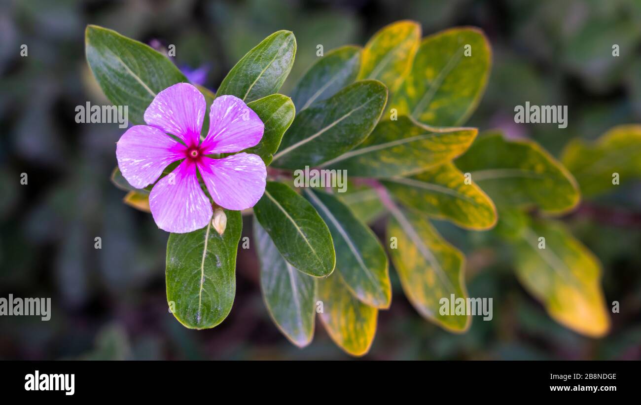 Flowers in the Botanical Gardens of the En Gedi Kibbutz, Israel, Middle ...