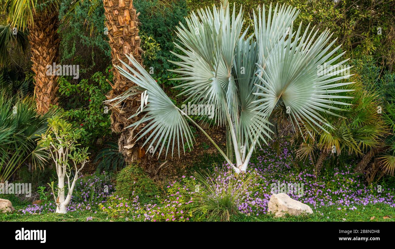 Flowers in the Botanical Gardens of the En Gedi Kibbutz, Israel, Middle ...