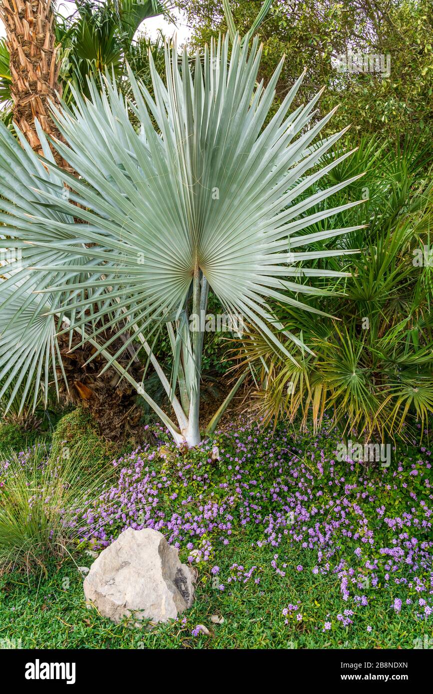 Flowers in the Botanical Gardens of the En Gedi Kibbutz, Israel, Middle ...
