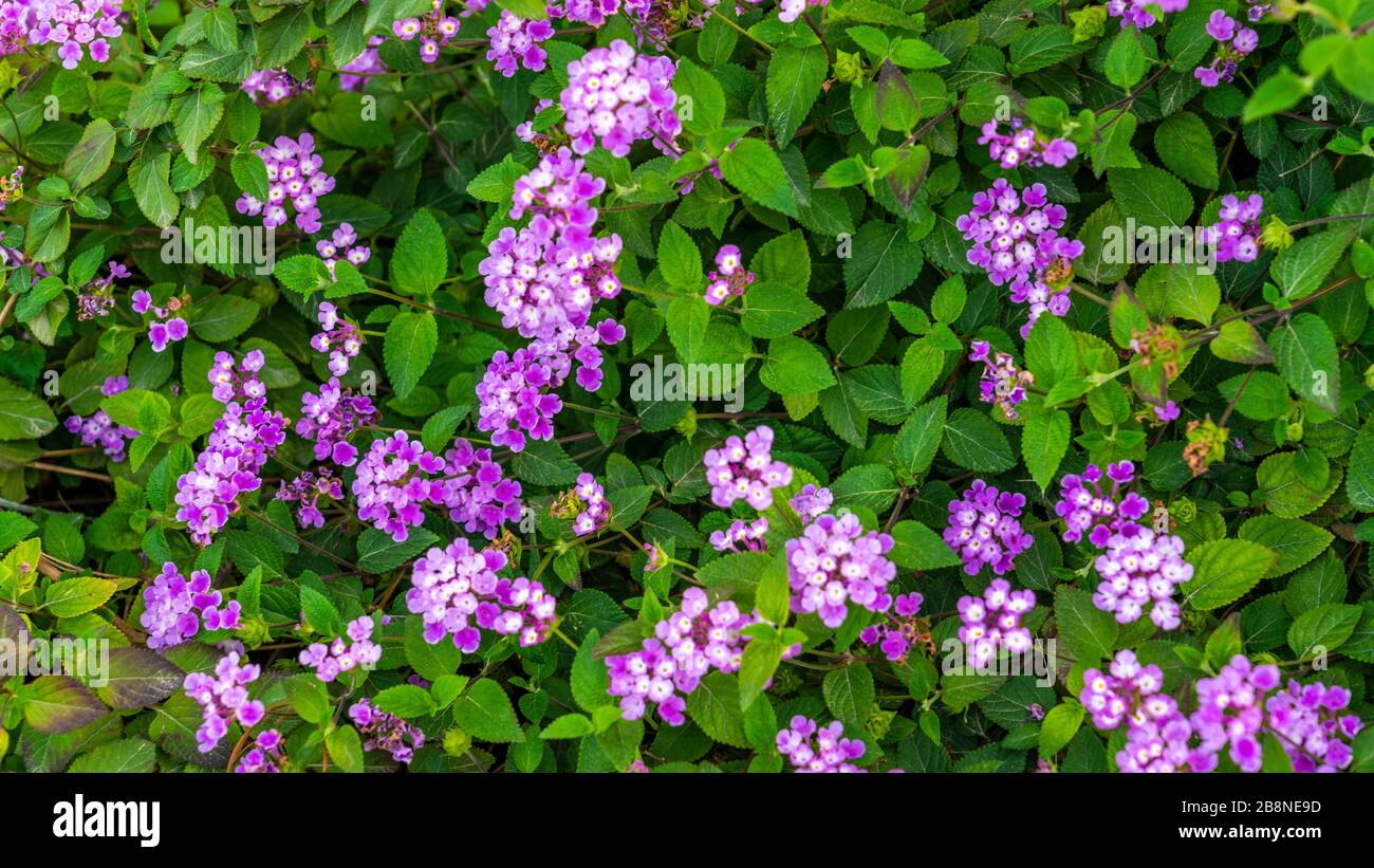 Flowers in the Botanical Gardens of the En Gedi Kibbutz, Israel, Middle ...