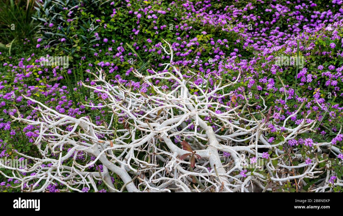 Flowers in the Botanical Gardens of the En Gedi Kibbutz, Israel, Middle ...