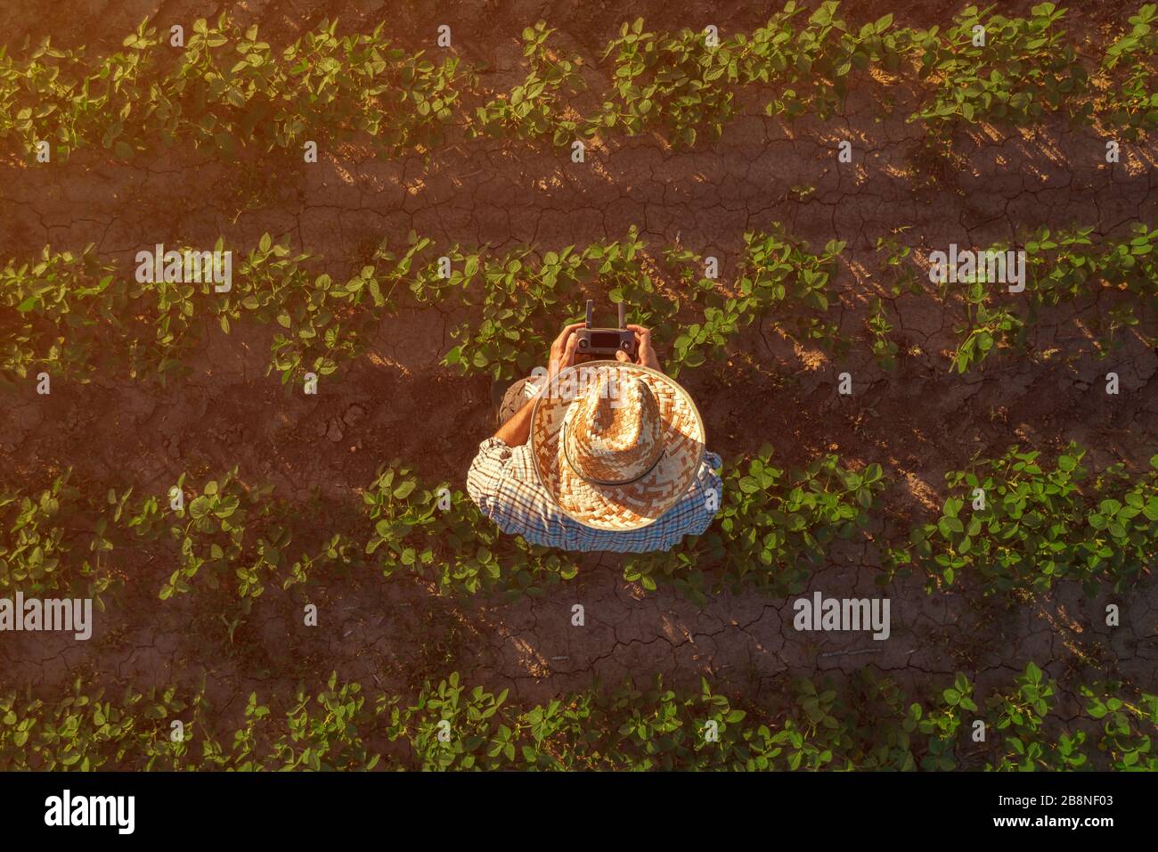 Soybean farmer with drone remote controller in field. Using modern ...