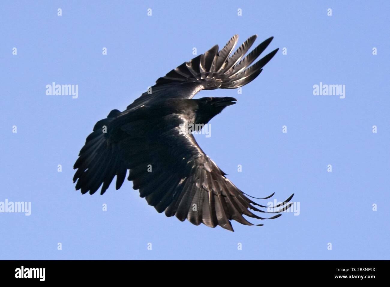 Raven taking off and flying Stock Photo - Alamy