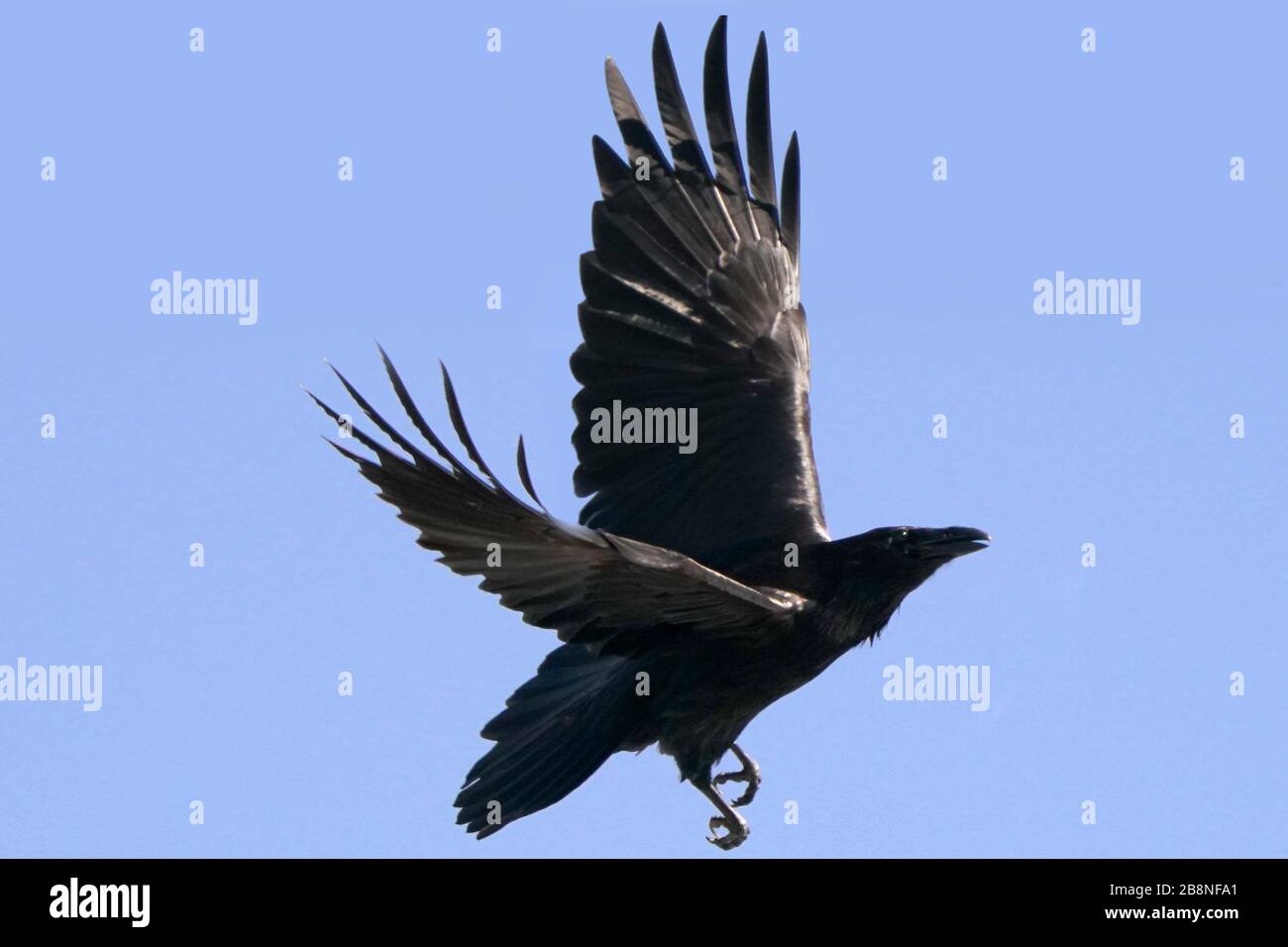 Dive more and soar on wind currents hi-res stock photography and images ...