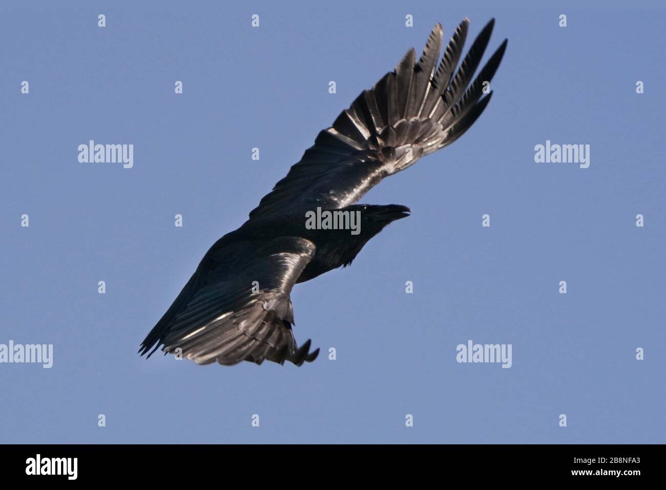Raven taking off and flying Stock Photo - Alamy