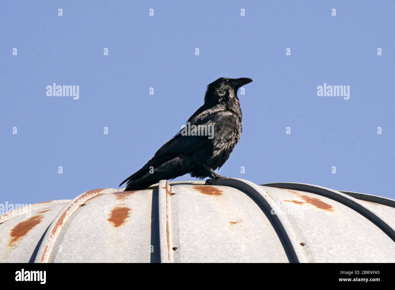 Raven taking off and flying Stock Photo - Alamy