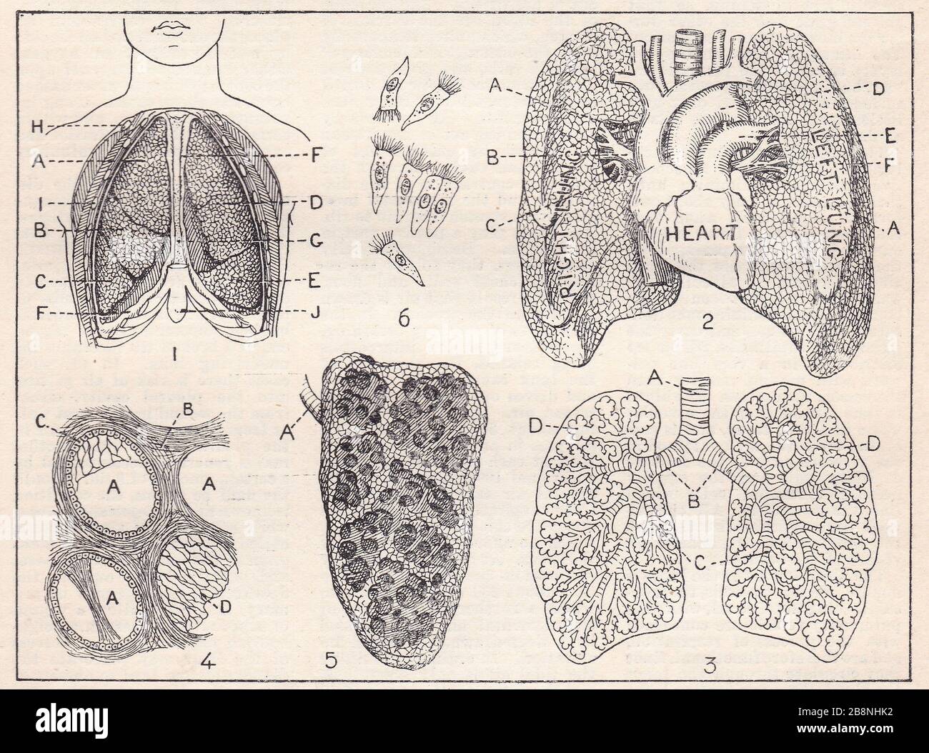 1930s illustration lung hi-res stock photography and images - Alamy