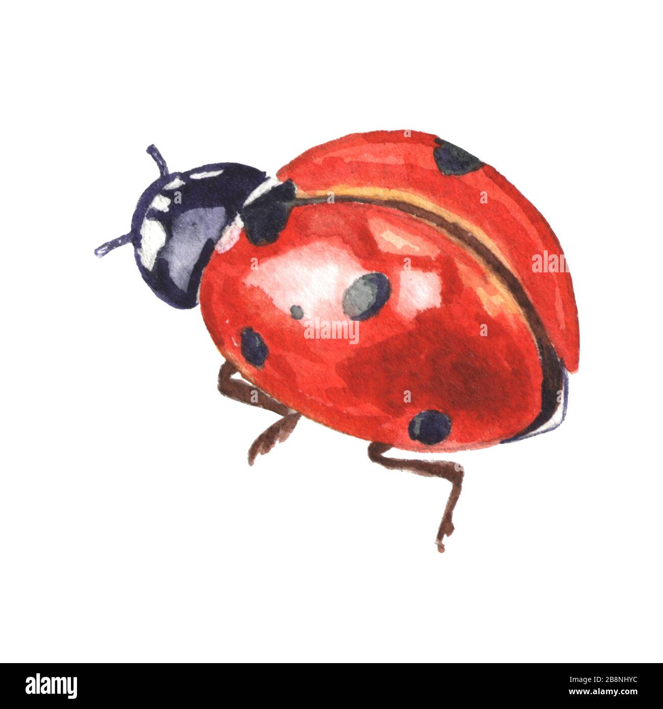 Hand painted watercolor insect illustration Stock Photo - Alamy