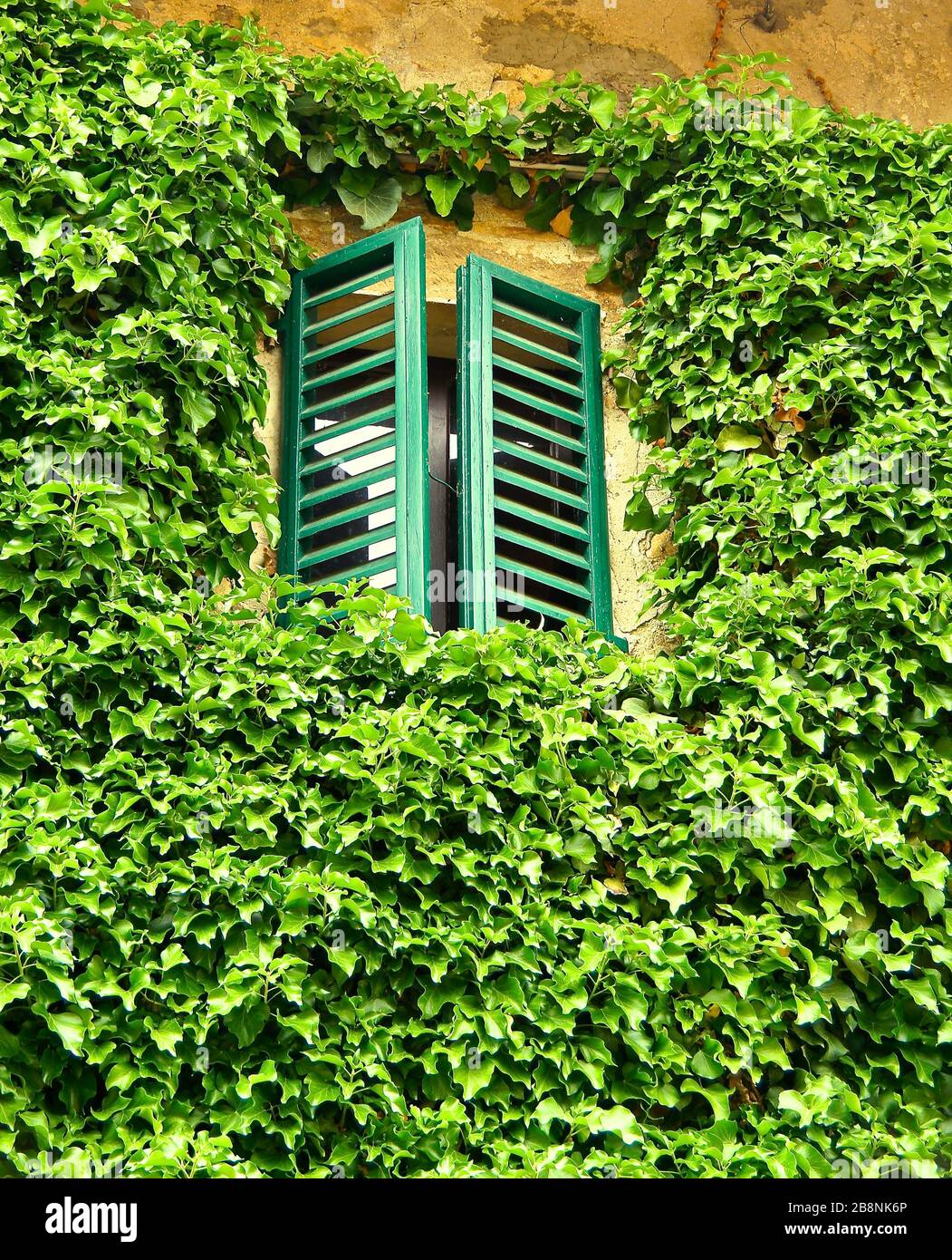 Window surrounded with nature, vines and branches Stock Photo - Alamy