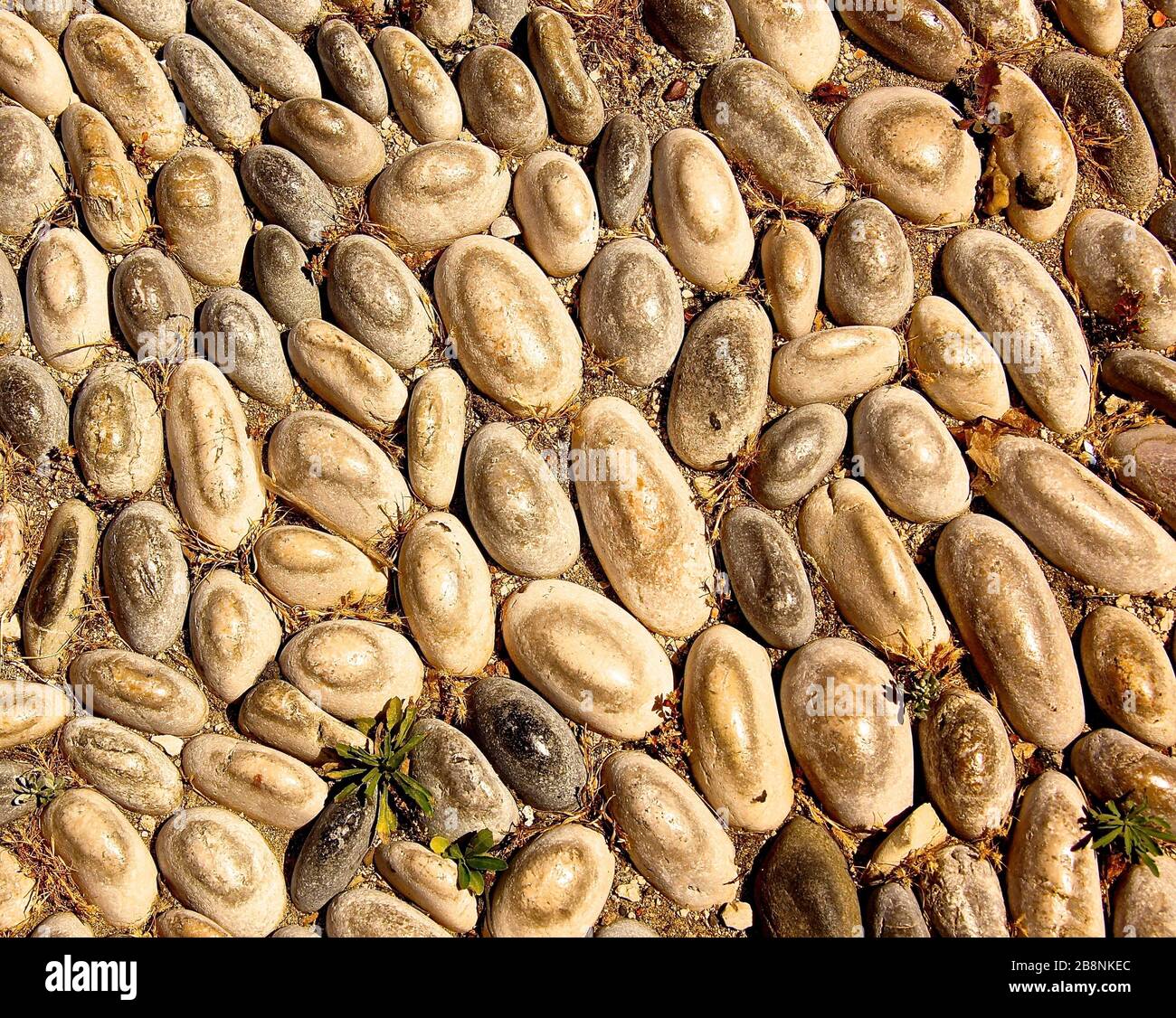 walkway made up of sea shells imbedded in cement Stock Photo - Alamy