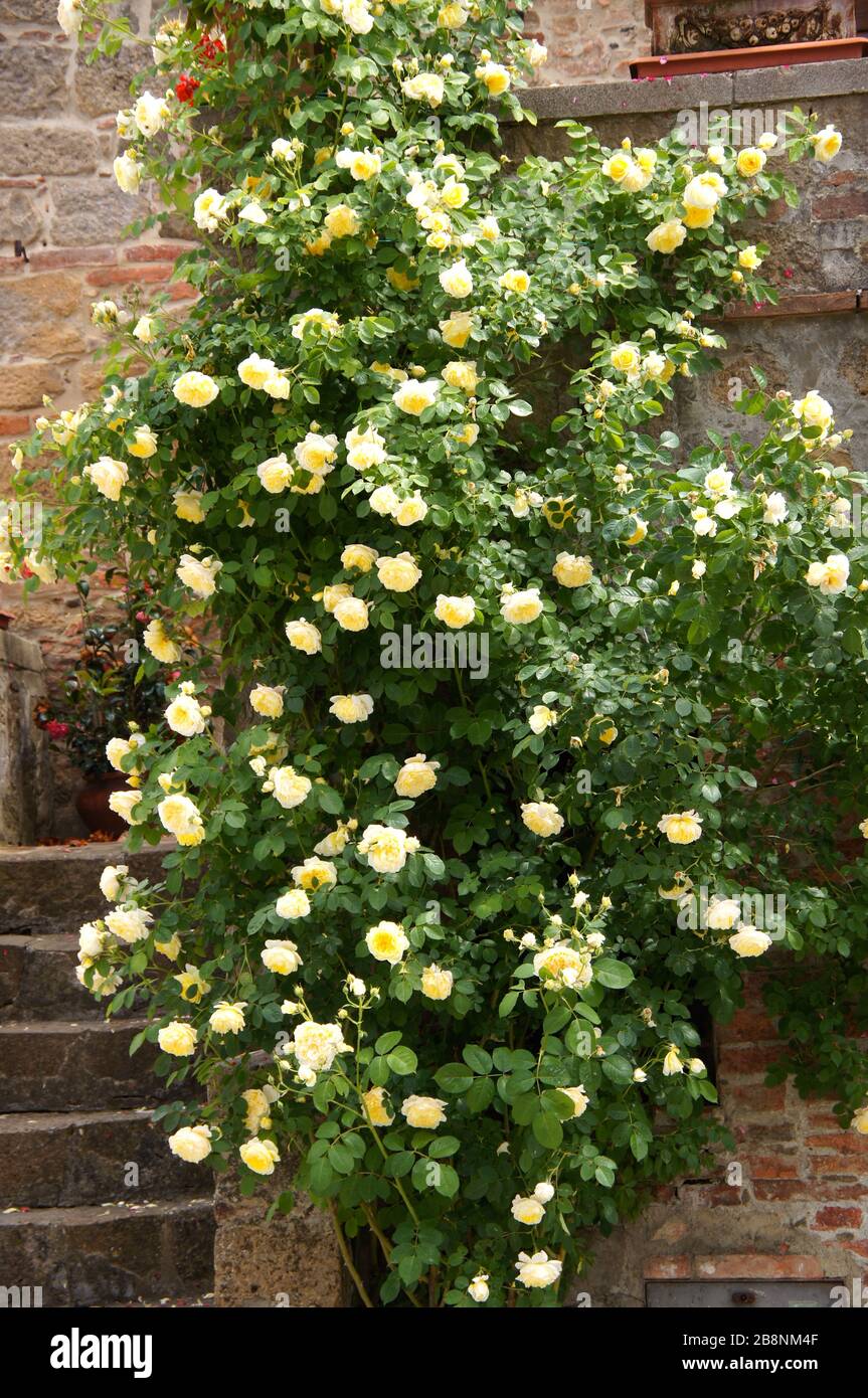 Trailing rose hi-res stock photography and images - Alamy