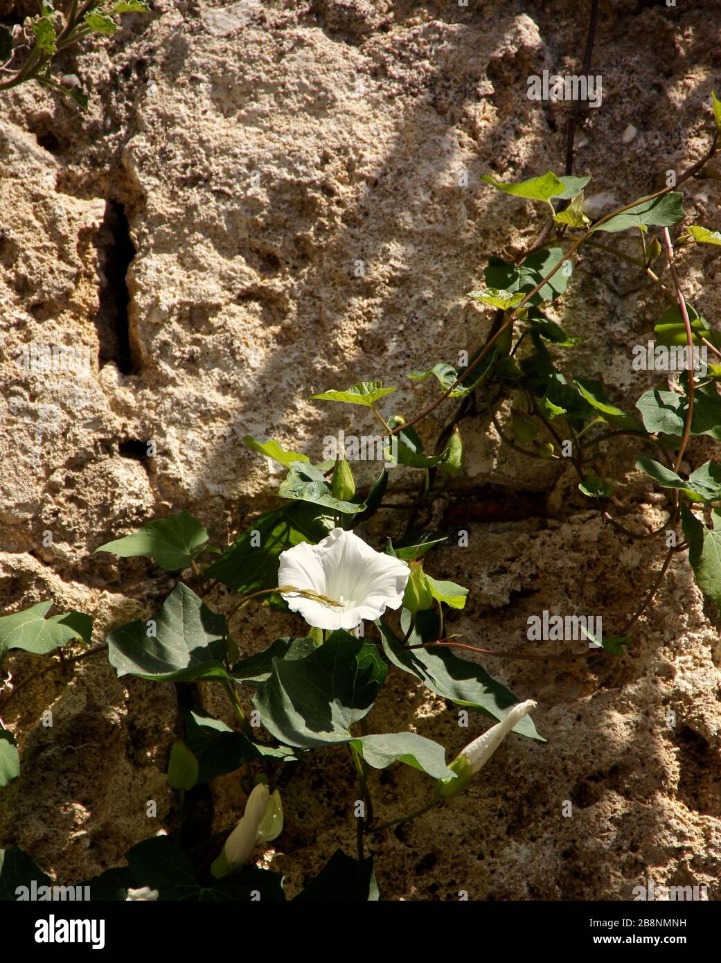 Lone flower hi-res stock photography and images - Alamy