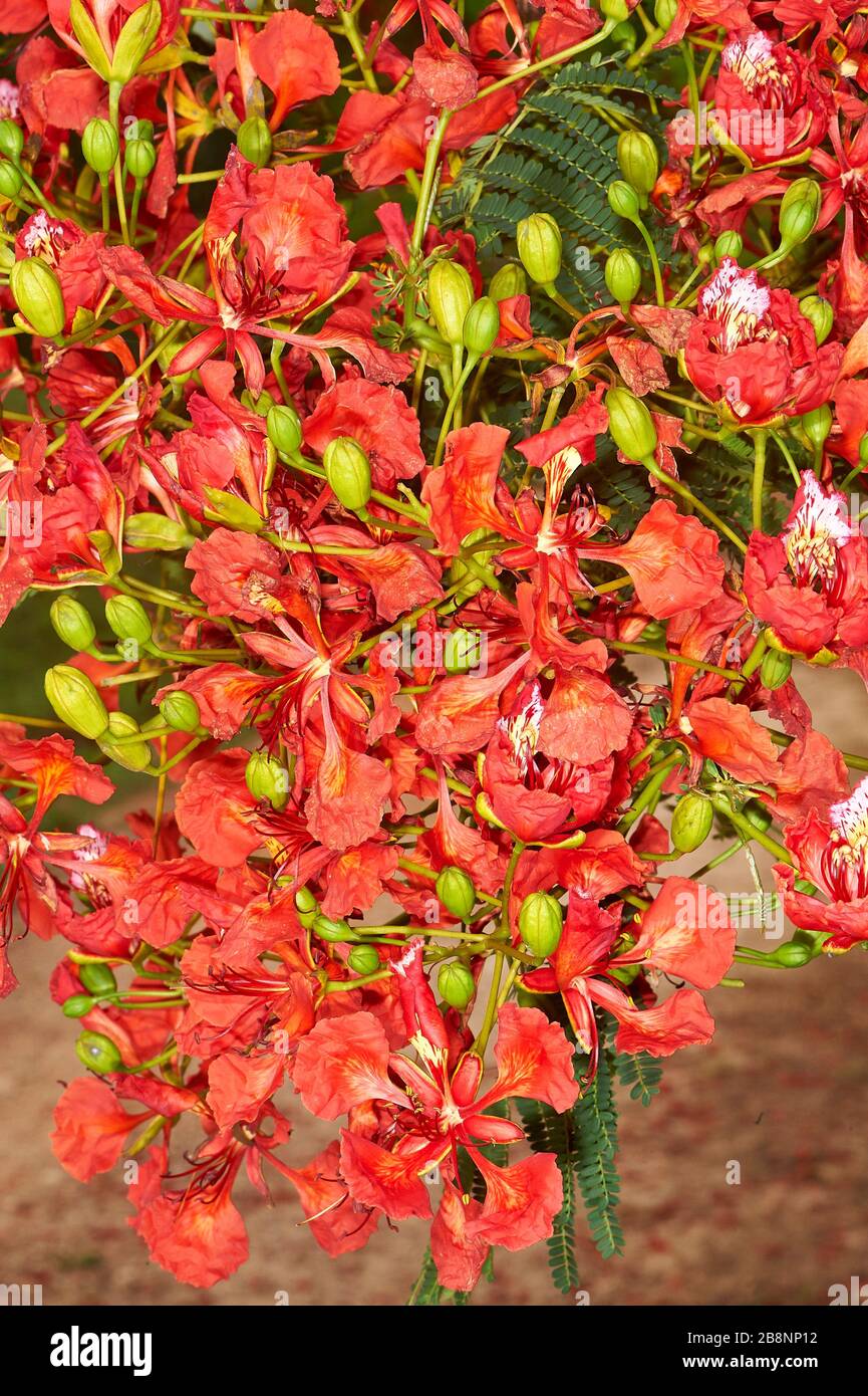 Flower detail of Flame tree, Bairro da Ponte Nova, Mangueiras Ranch ...