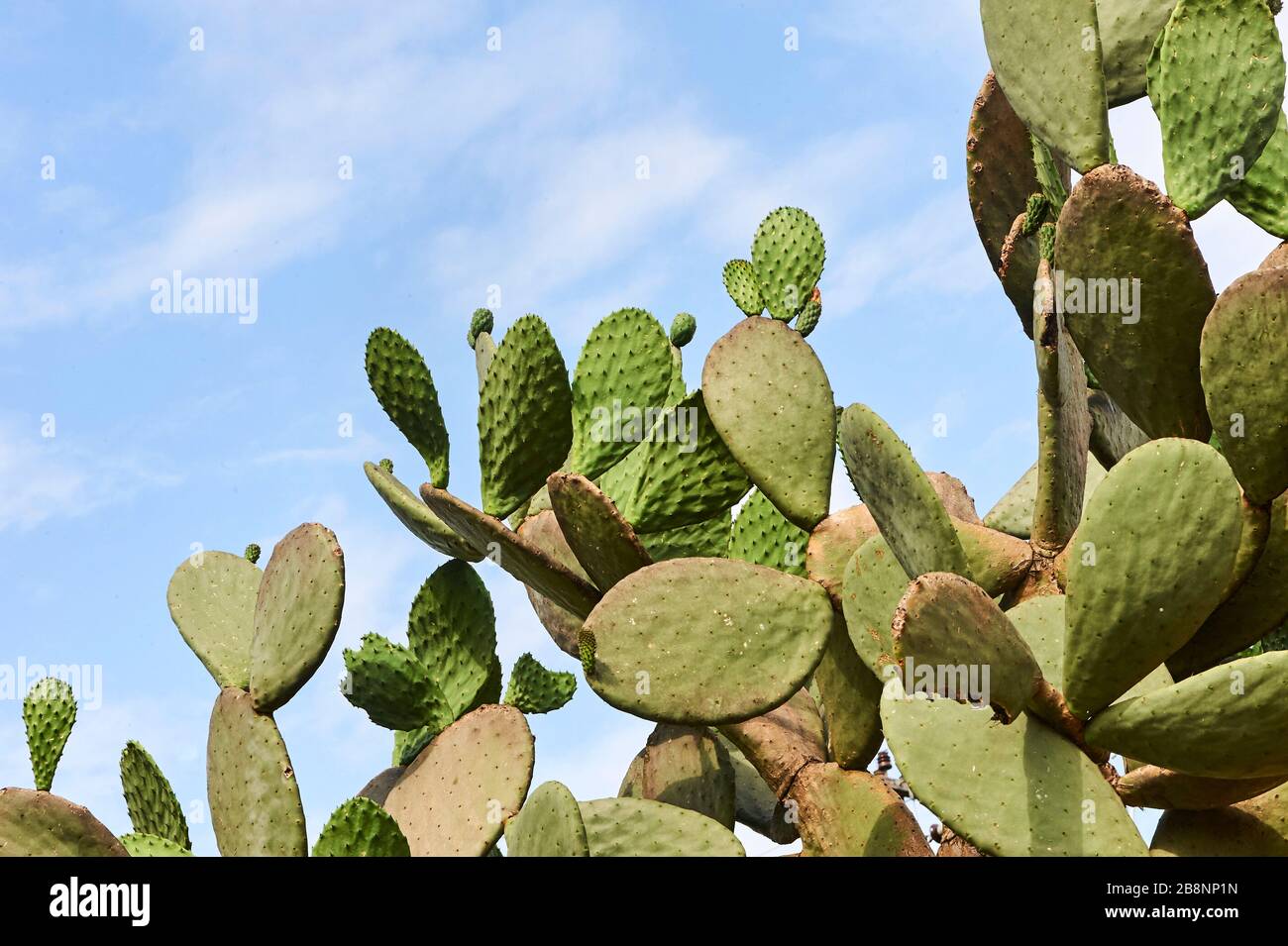 Prickly Pear (Opuntia), Bairro da Ponte Nova, Mangueiras Ranch, Sao ...