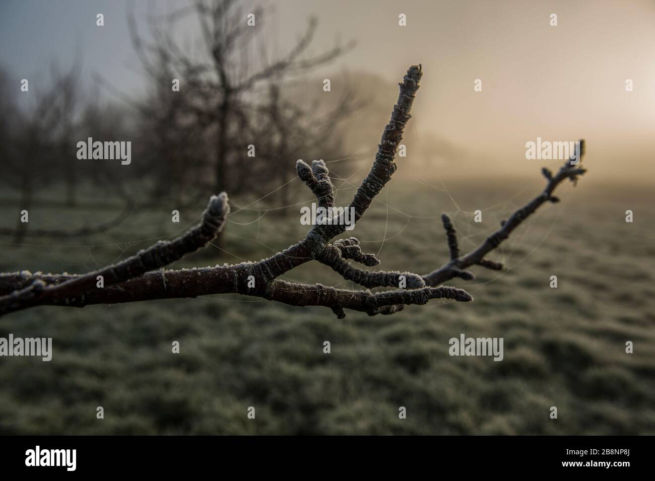 Misty orchard hi-res stock photography and images - Alamy